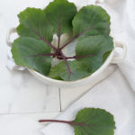 Red Jewel - Sakata Wholesale Vegetable Seed