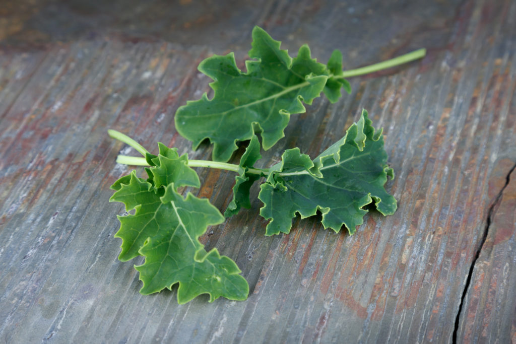 Vates Blue Curled Scotch - Sakata Wholesale Vegetable Seed