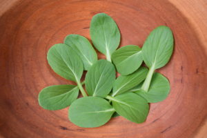 Li Ren Choi - Sakata Wholesale Vegetable Seed