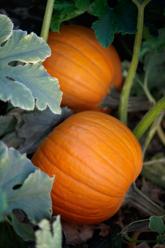 Fall Splendor Plus - Sakata Wholesale Vegetable Seed