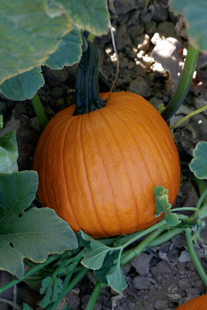 Fall Splendor Plus - Sakata Wholesale Vegetable Seed