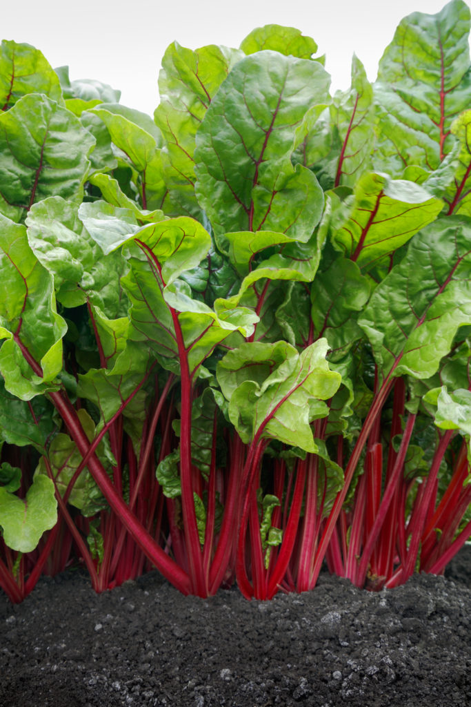 Fire Fresh - Sakata Wholesale Vegetable Seed
