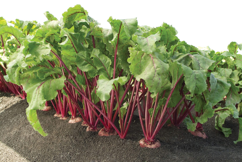 Eagle - Sakata Wholesale Vegetable Seed