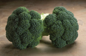 Broccoli - Sakata Wholesale Vegetable Seed