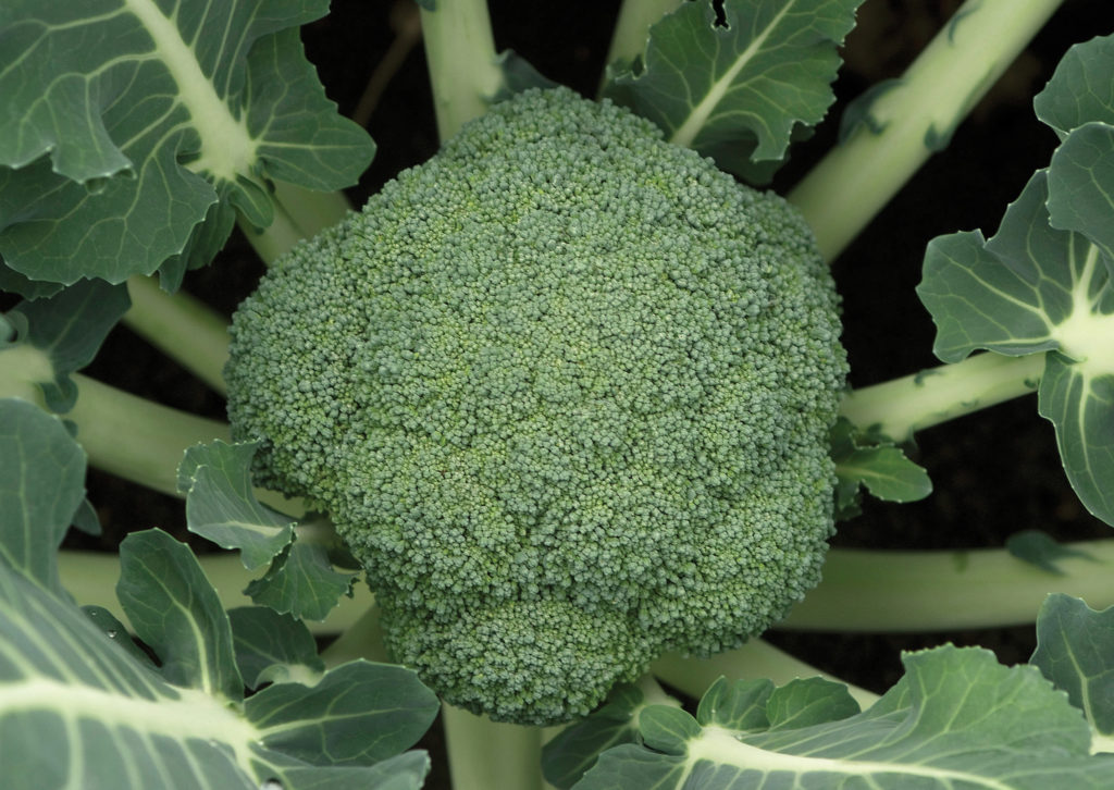 Green Gold - Sakata Wholesale Vegetable Seed