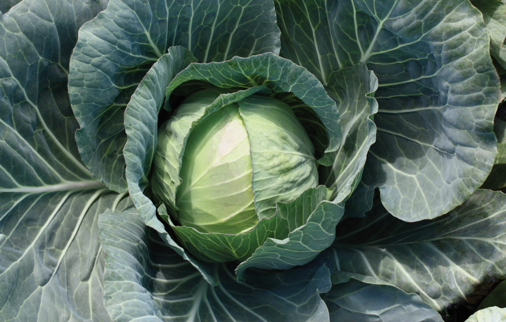 Primo Vantage - Sakata Wholesale Vegetable Seed