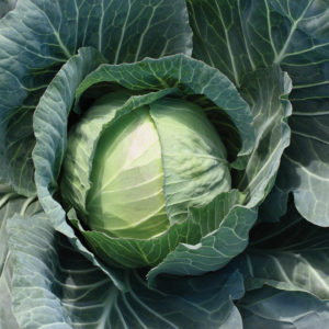 Cabbage - Sakata Wholesale Vegetable Seed