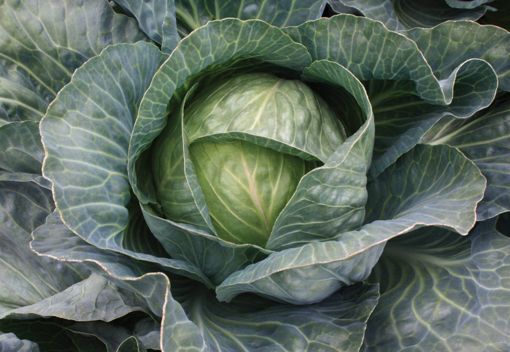 Storage #4 - Sakata Wholesale Vegetable Seed