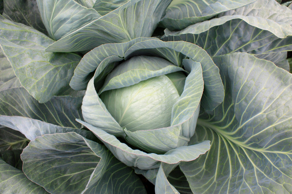Cabbage - Sakata Wholesale Vegetable Seed