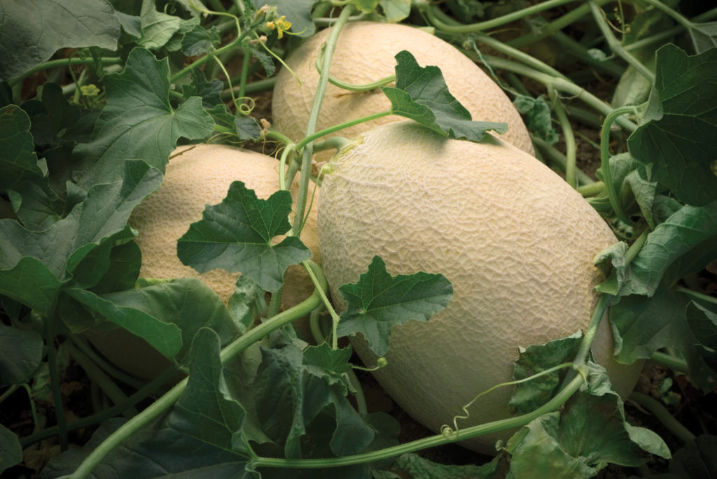 Atlantis - Sakata Wholesale Vegetable Seed