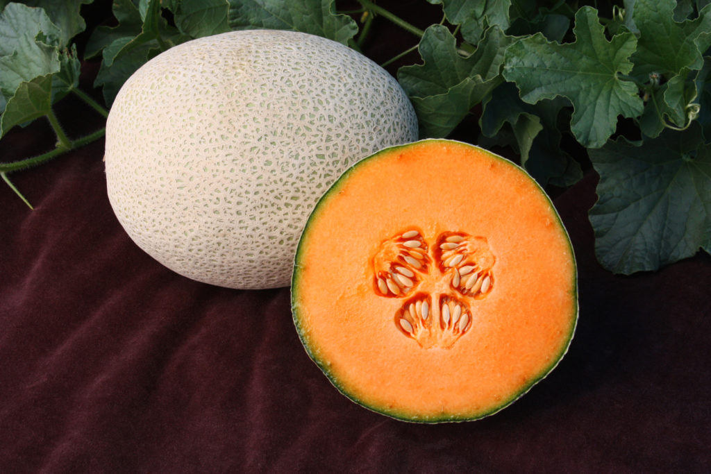 Melon - Sakata Wholesale Vegetable Seed