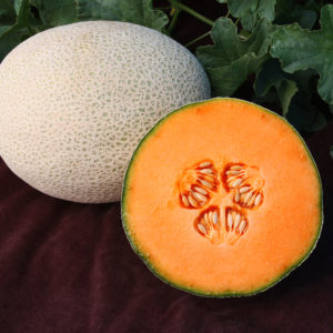 Melon - Sakata Wholesale Vegetable Seed