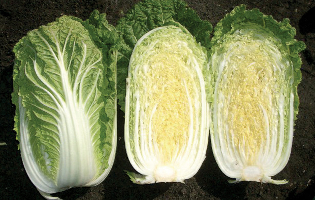 Chinese Cabbage - Sakata Wholesale Vegetable Seed