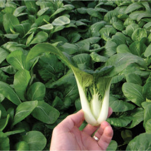 Toy Choy - Sakata Wholesale Vegetable Seed