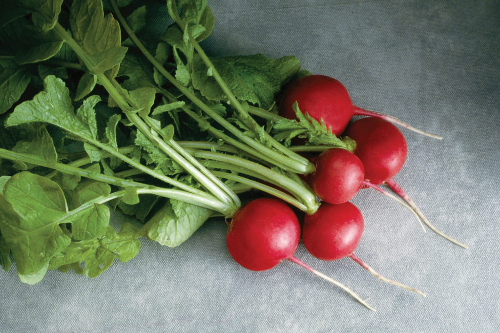 Radish - Round Red - Sakata Wholesale Vegetable Seed