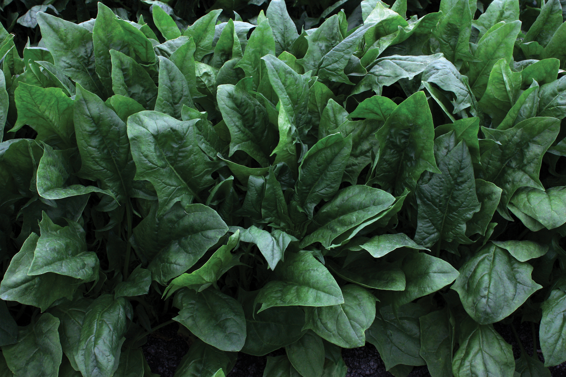 Spinach – Processing - Sakata Wholesale Vegetable Seed