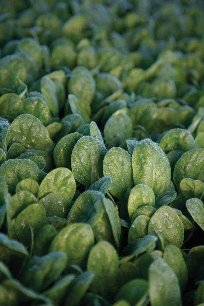 Seaside - Sakata Wholesale Vegetable Seed