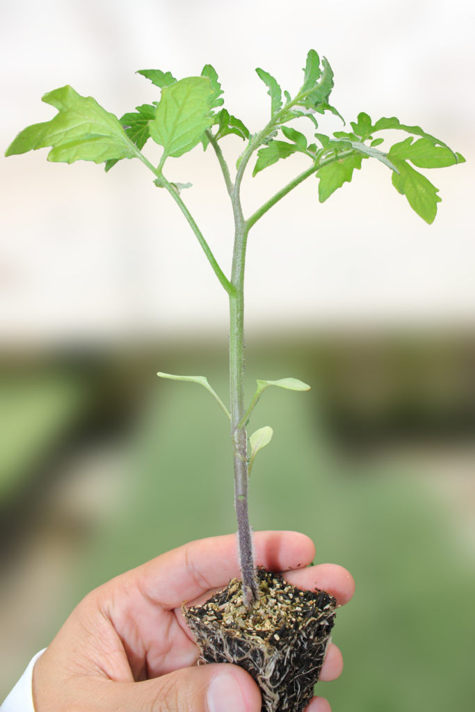 Tomato – Rootstock - Sakata Wholesale Vegetable Seed