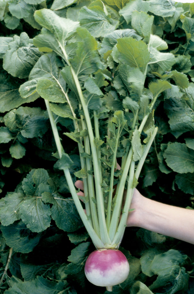 Royal Crown - Sakata Wholesale Vegetable Seed