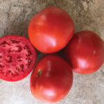 Roadster - Sakata Wholesale Vegetable Seed