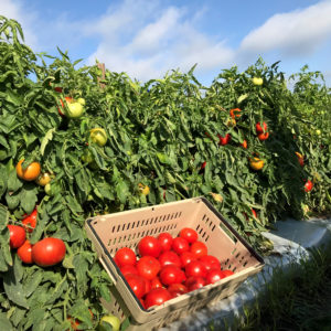STM2255 - Sakata Wholesale Vegetable Seed