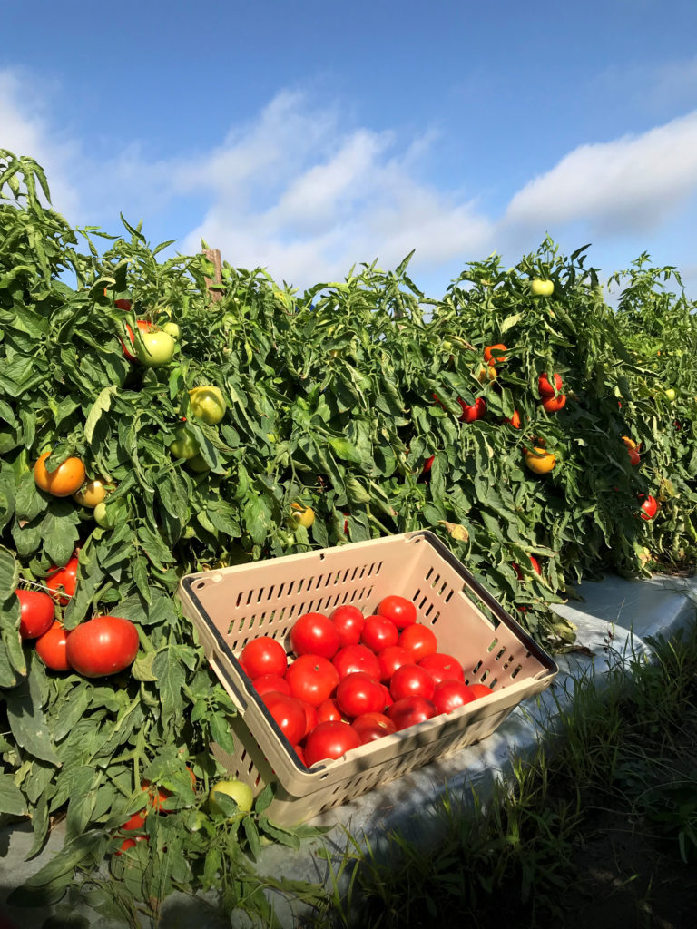 STM2255 - Sakata Wholesale Vegetable Seed