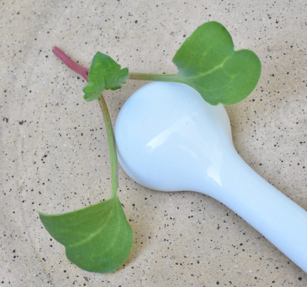 Shunkyo Semi-Long - Sakata Wholesale Vegetable Seed