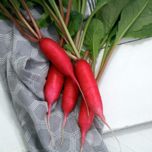 Shunkyo Semi-Long - Sakata Wholesale Vegetable Seed