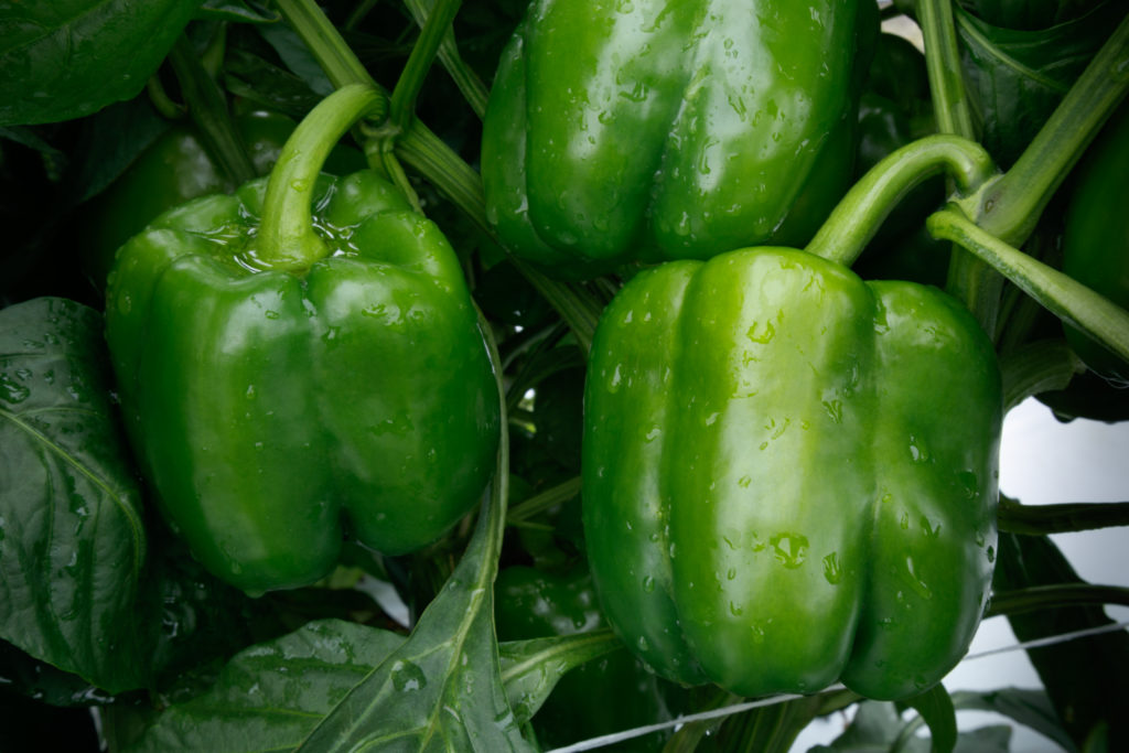 Nitro S10® - Sakata Wholesale Vegetable Seed