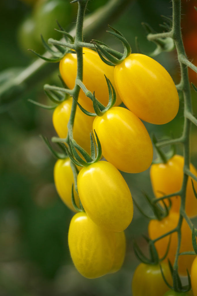 Lemonstar - Sakata Wholesale Vegetable Seed