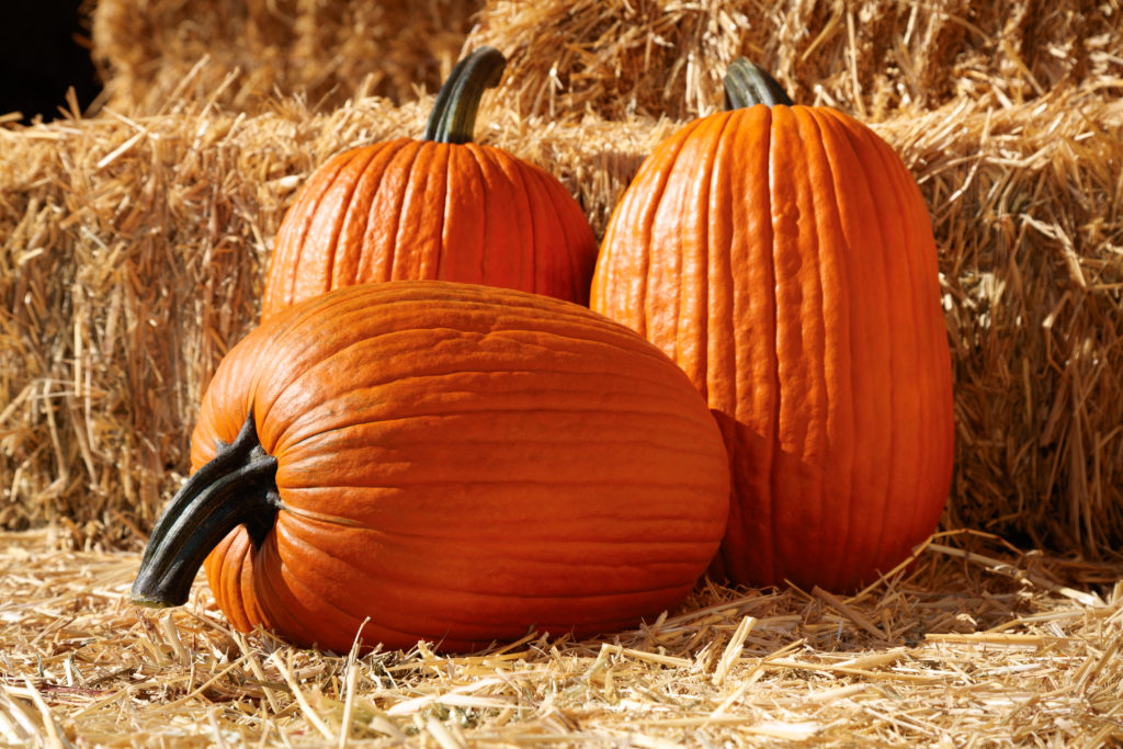 Hulk - Sakata Wholesale Vegetable Seed