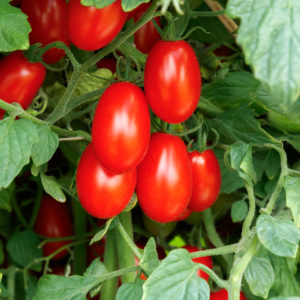 Tomato - Sakata Wholesale Vegetable Seed