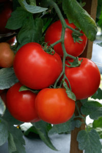 Tomato - Sakata Wholesale Vegetable Seed
