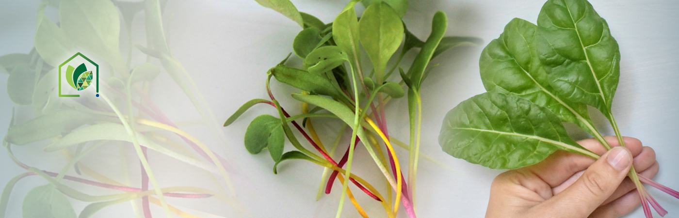 Home - Sakata Wholesale Vegetable Seed