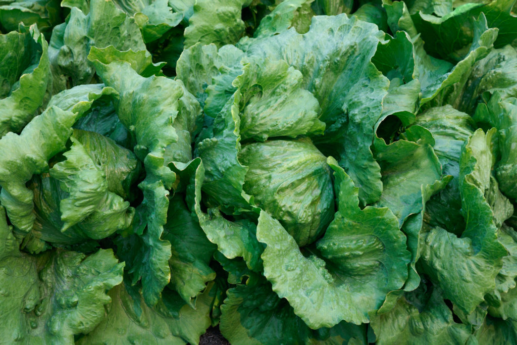 Luna - Sakata Wholesale Vegetable Seed