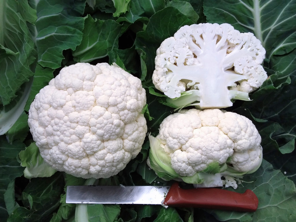 Himalaya - Sakata Wholesale Vegetable Seed