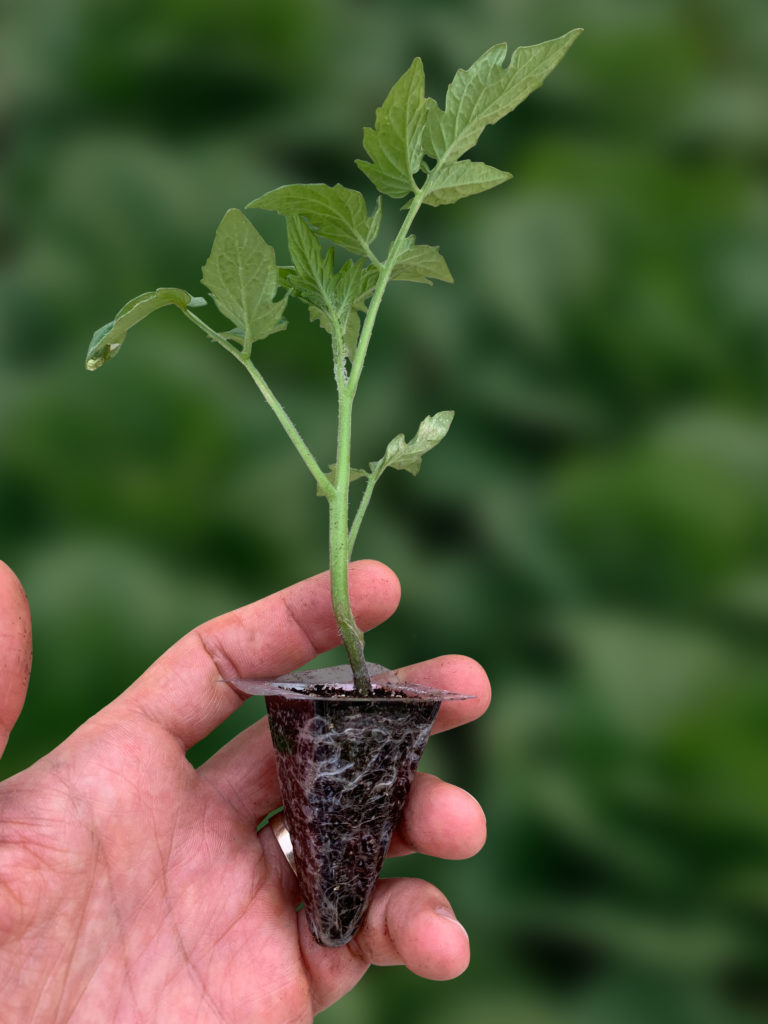 Tomato – Rootstock - Sakata Wholesale Vegetable Seed