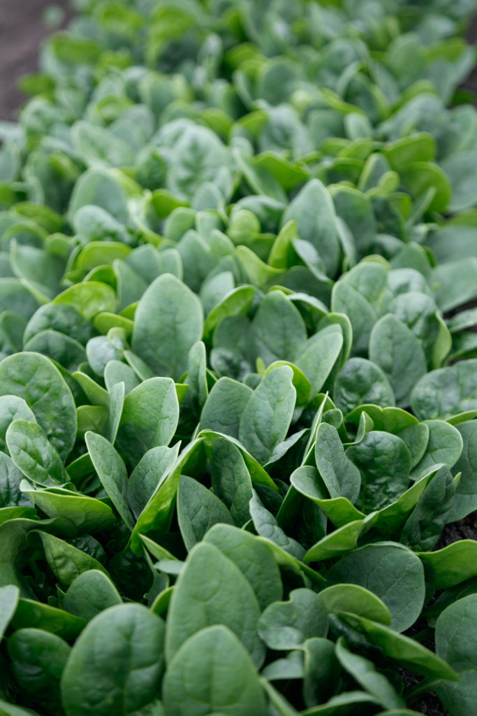 Tribute - Sakata Wholesale Vegetable Seed