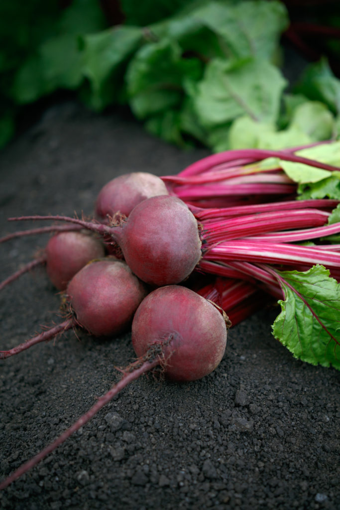 Azuma - Sakata Wholesale Vegetable Seed