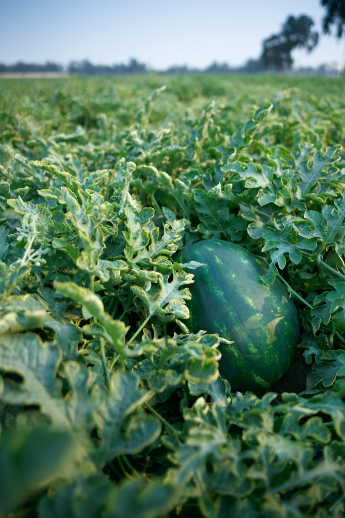 Sierra Nevada - Sakata Wholesale Vegetable Seed