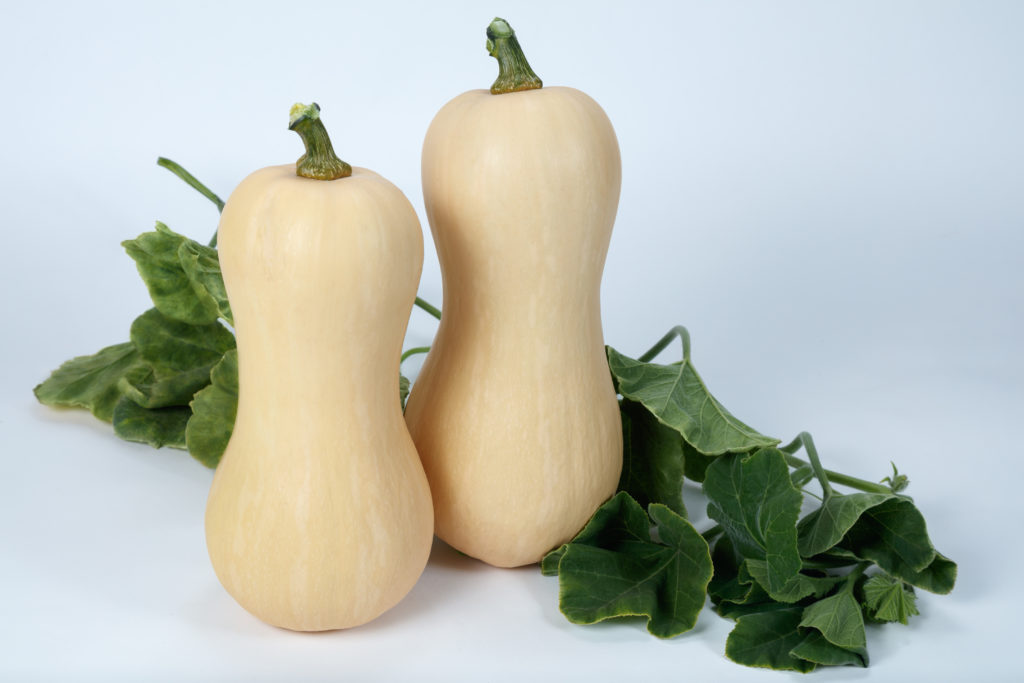 Ceres - Sakata Wholesale Vegetable Seed