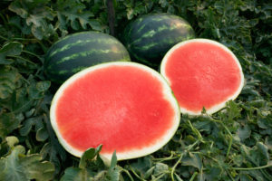 Watermelon - Sakata Wholesale Vegetable Seed