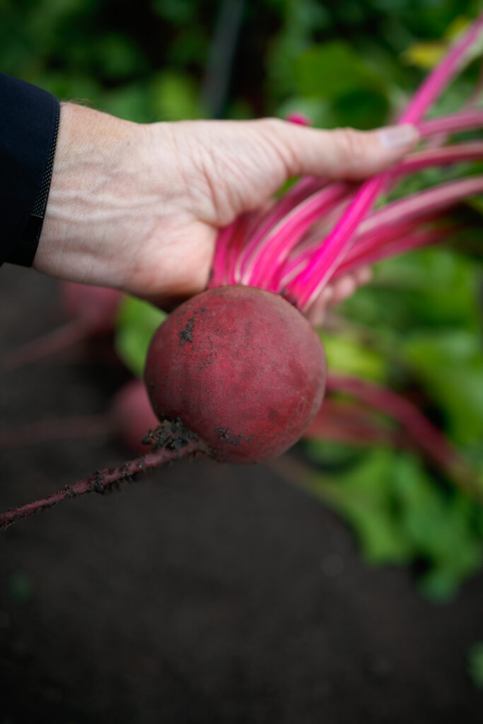 Gemini - Sakata Wholesale Vegetable Seed