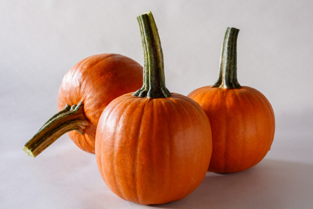 Rugrat - Sakata Wholesale Vegetable Seed