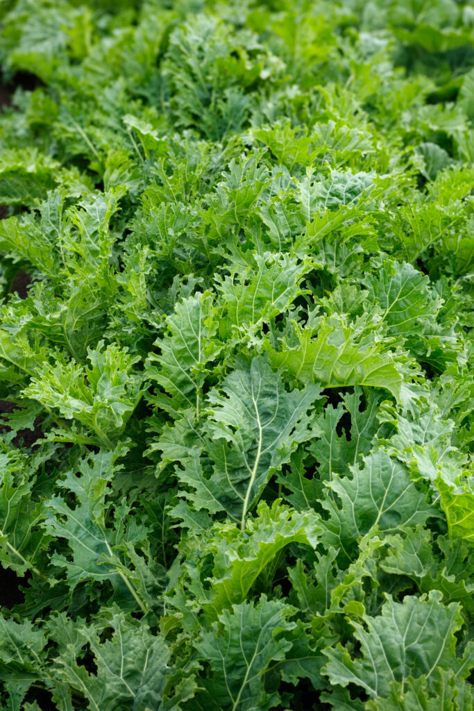 Kallard™ Sweet Kita - Sakata Wholesale Vegetable Seed