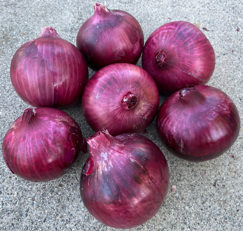 Red Ruby - Sakata Wholesale Vegetable Seed