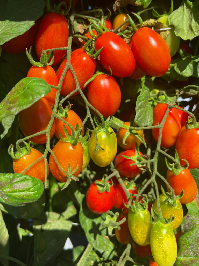 Diamond Crush - Sakata Wholesale Vegetable Seed