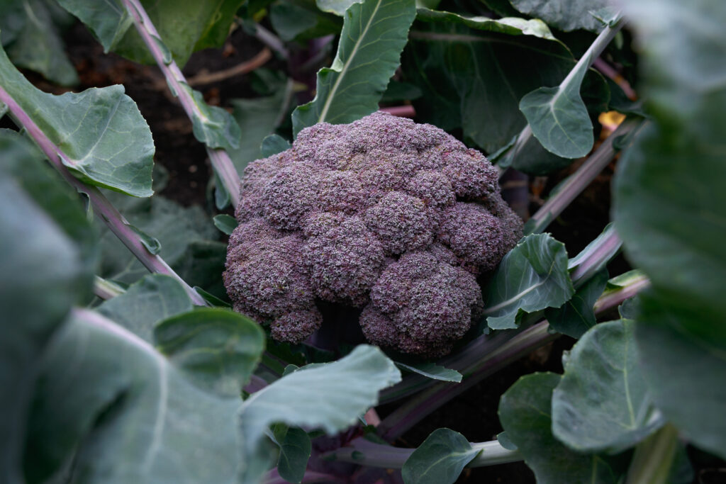 Purple Magic - Sakata Wholesale Vegetable Seed