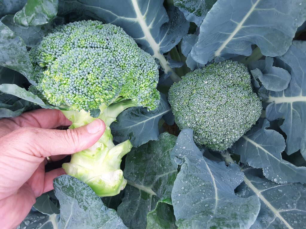 Commonwealth - Sakata Wholesale Vegetable Seed