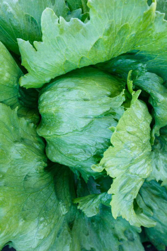 Iceman - Sakata Wholesale Vegetable Seed